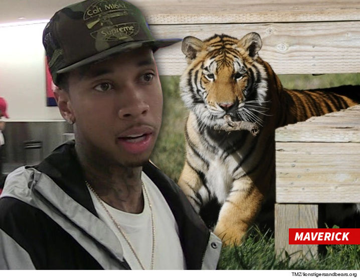 Tyga: Expensive Pet Tiger Ain't MY Problem Now | TMZ.com