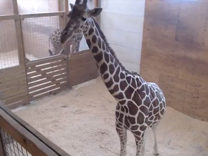 April The Giraffe Post Birth ... WATCH LIVE!!! (LIVE STREAM) | TMZ.com