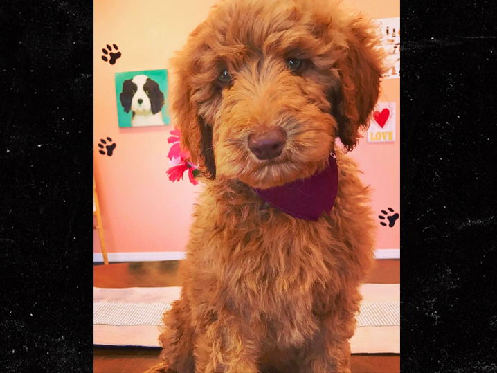 Steph Curry Drops $3,800 On Adorable New Puppy | TMZ.com