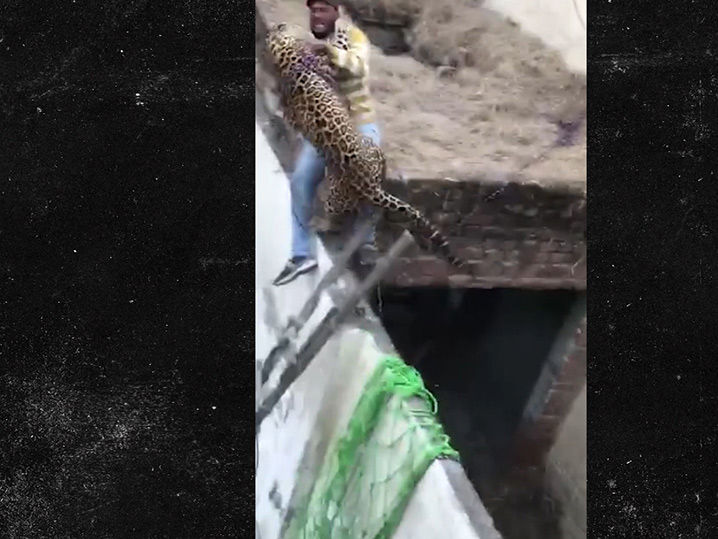 Wild Leopard Goes on the Attack in Village in India, Injures 6 | TMZ.com